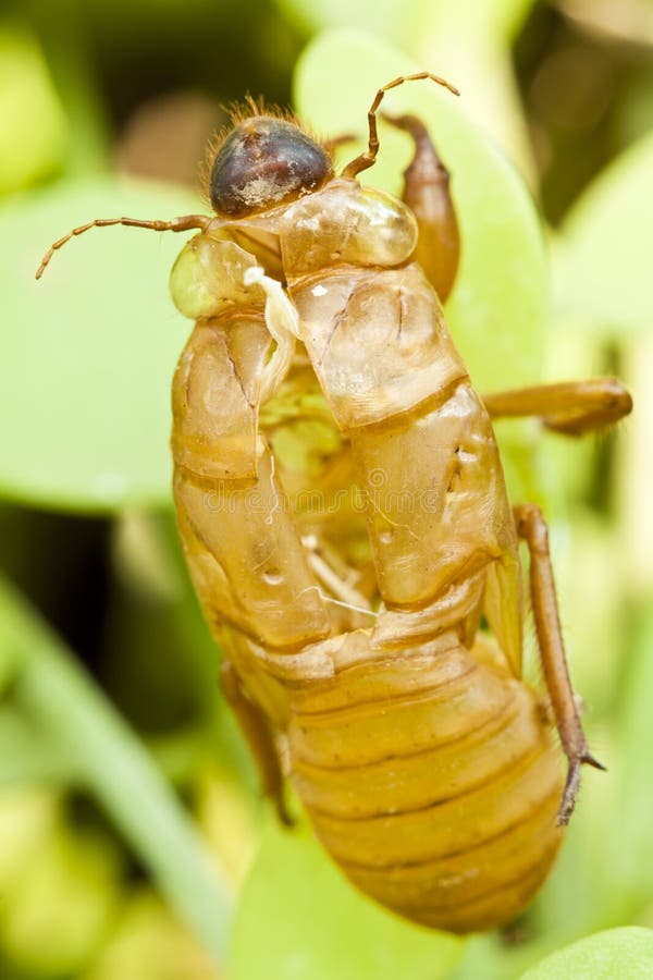 Cigale d'insecte. image stock. Image du trappe, sauvage - 23750323