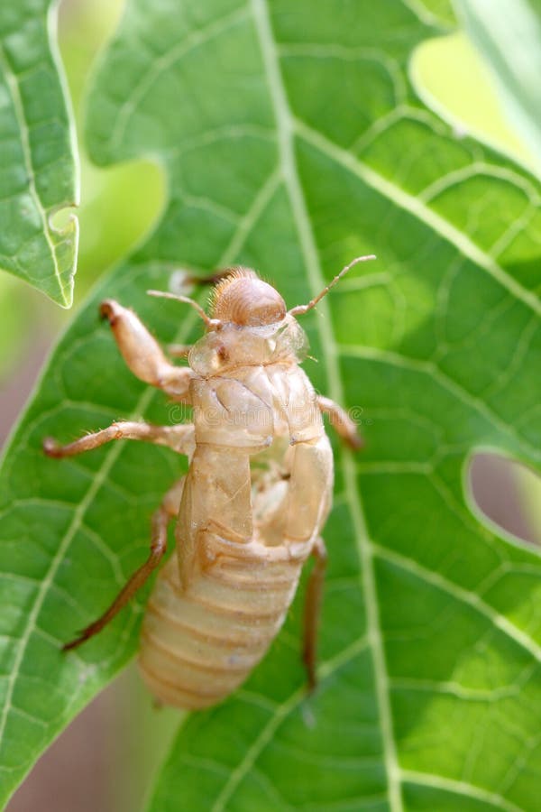 Cigale D'insecte Dans La Mue. Photo stock - Image of arbre, cigale ...