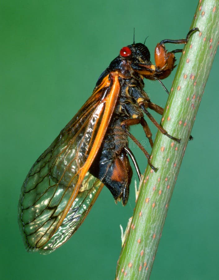 Cigale De 17 Ans (cassini De Magicicada) Photo stock - Image du cigale ...