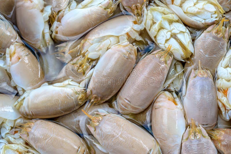 Cigales de mer image stock. Image du simple, crevette - 40523995