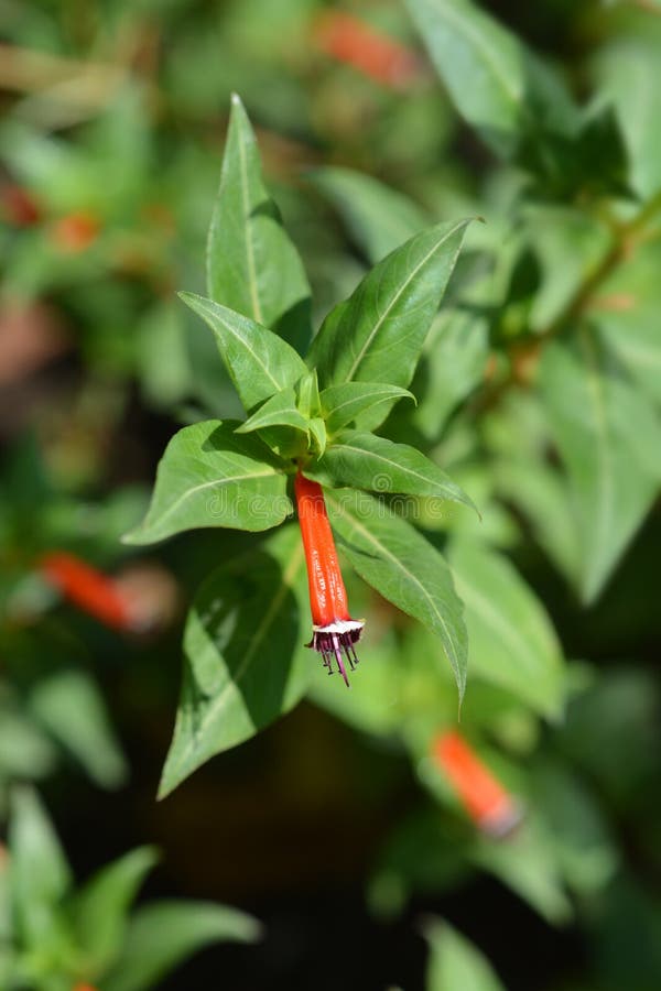 1,149 Cigar Flower Stock Photos - Free & Royalty-Free Stock Photos from ...