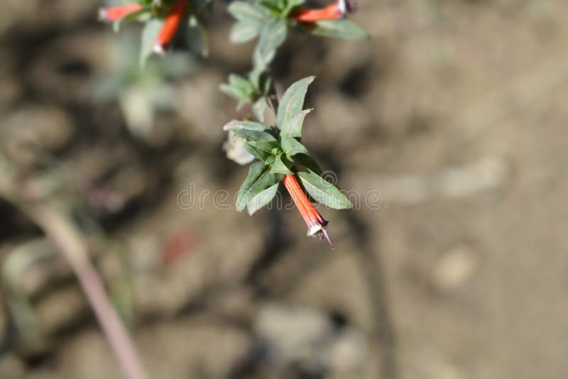 Cigar flower stock photo. Image of white, summer, plant - 254983902