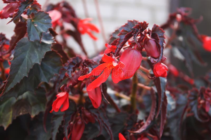 Cigar Plant or Mexican Cigar Stock Photo - Image of petal, pretty: 81390754