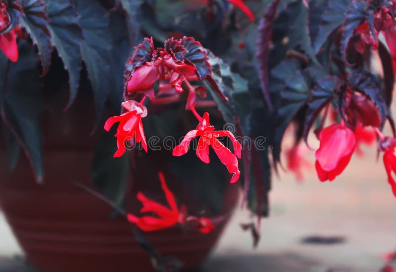 Cigar Plant or Mexican Cigar Stock Photo - Image of mexican, spring ...