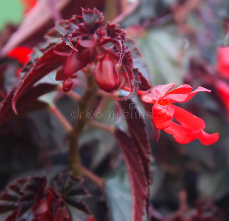 Cigar Plant or Mexican Cigar Stock Photo - Image of spring, flora: 81395738