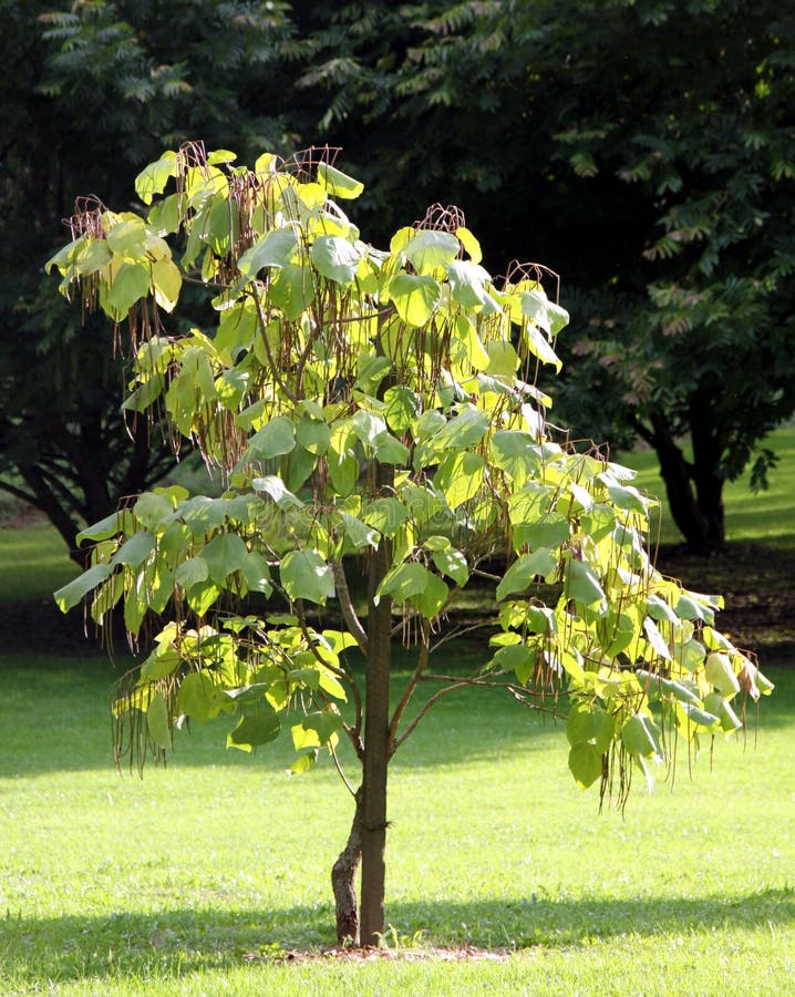 Cigar tree - catalpa stock image. Image of bean, small - 16039641