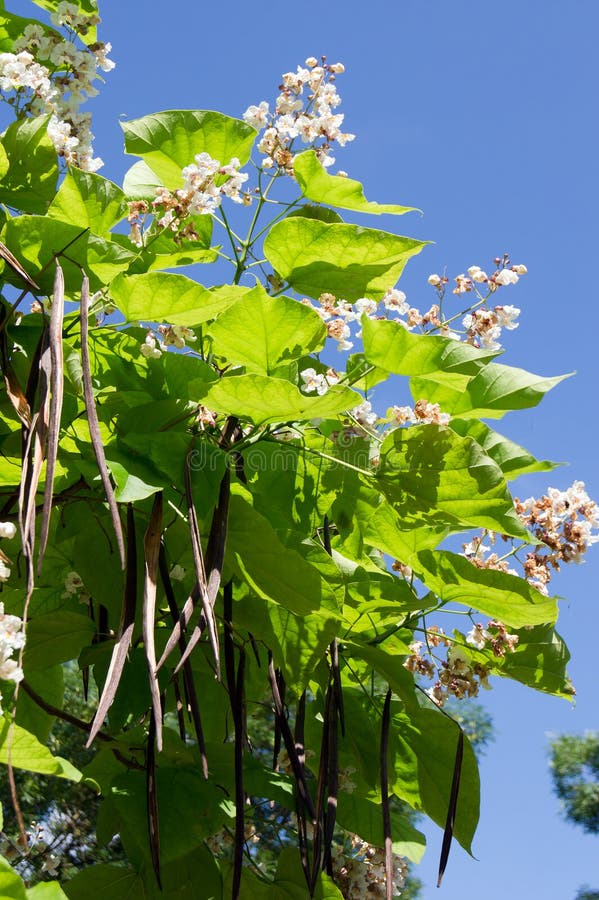 Cigar Tree (Catalpa Bignonioides) Flower Stock Image - Image of twig ...