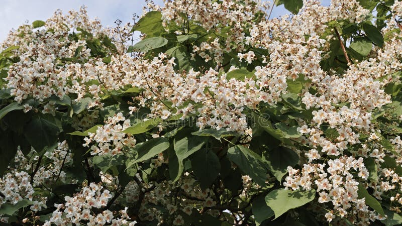 Cigar tree in bloom stock photo. Image of floral, leaves - 193152682