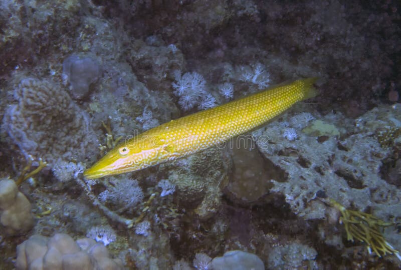 A Cigar Wrasse Cheilio Inermis Imagen de archivo - Imagen de submarino ...