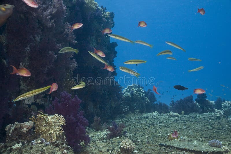 Cigar Wrasse (chelio Inermis) Stock Image - Image of cigar, dive: 5342687