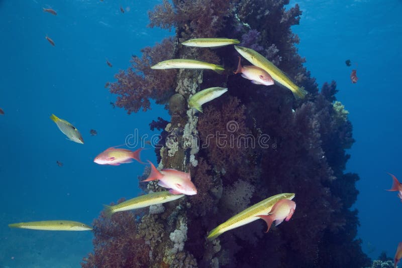 Cigar Wrasse (chelio Inermis) Stock Photo - Image of black, marine: 5342692