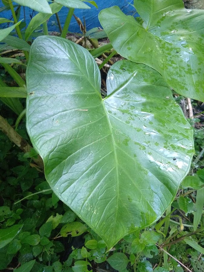 Cigaret Kretek Stock Photos - Free & Royalty-Free Stock Photos from Dreamstime