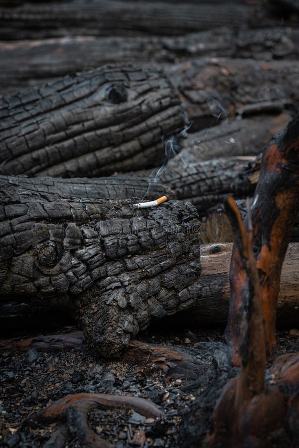 Cigarette on a Black Tree Surface in a Burned Forest Stock Photo ...