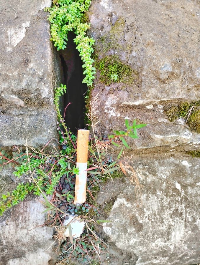 Cigarette Butts on the Drain Cover Stock Photo - Image of butts ...