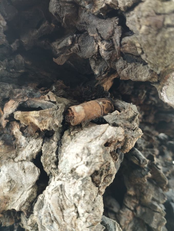 Cigarette Butts Inside Kayy Stems Stock Photo - Image of butts, inside ...