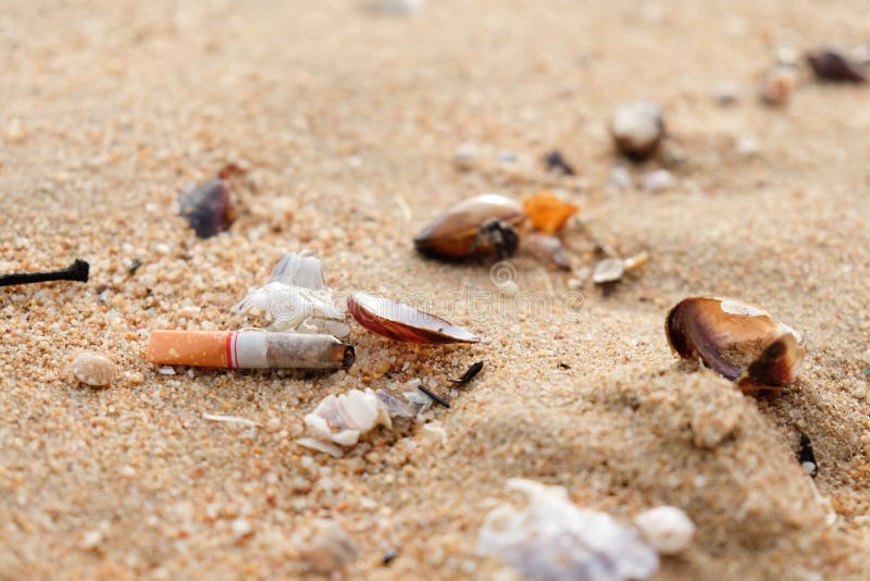 Cigarette Butts and Shells on the Beach, Pollution Concept Stock Image ...