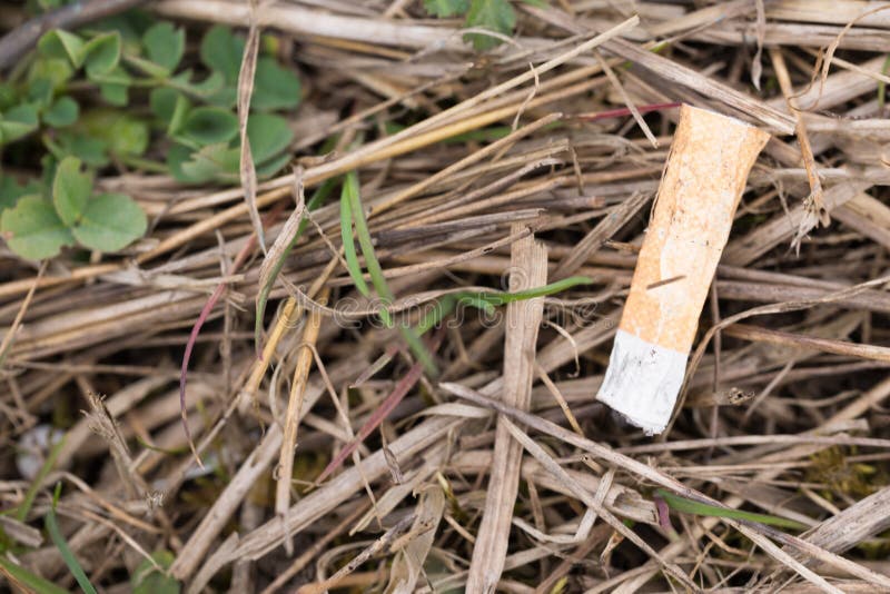 Cigarette on the Grass the Danger of a Forest Fire Stock Photo - Image ...