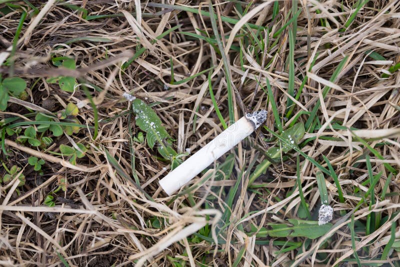 Cigarette on the Grass the Danger of a Forest Fire Stock Image - Image ...