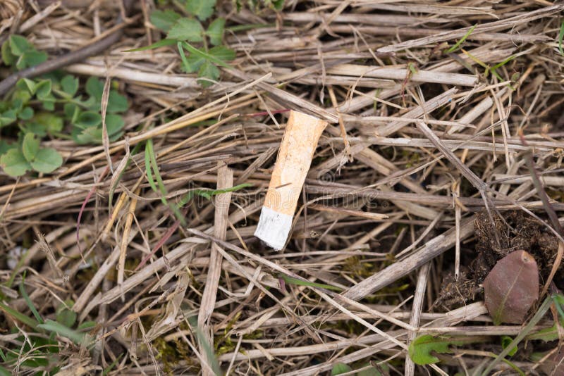 Cigarette on the Grass the Danger of a Forest Fire Stock Image - Image ...