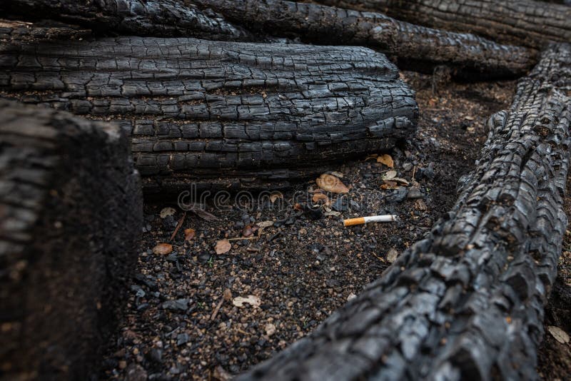 Cigarette on the Ground of a Burned Forest Stock Photo - Image of human ...