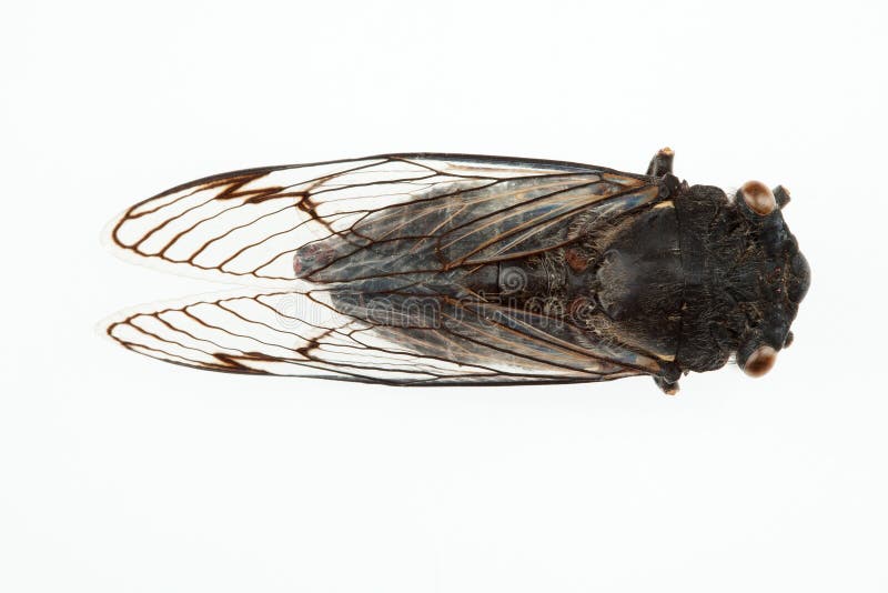 Cigarra foto de archivo. Imagen de animales, estudio - 15864964