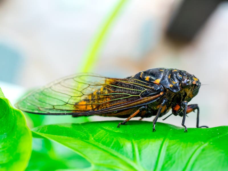 Las Cigarras Cantan En La Noche Para Evitar Depredadores Foto de ...