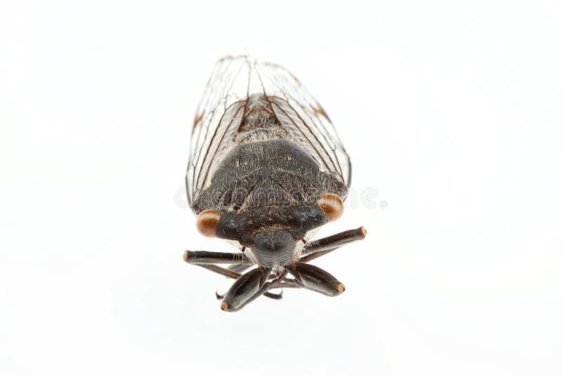 Cigarra imagem de stock. Imagem de criatura, cigarra - 57390709