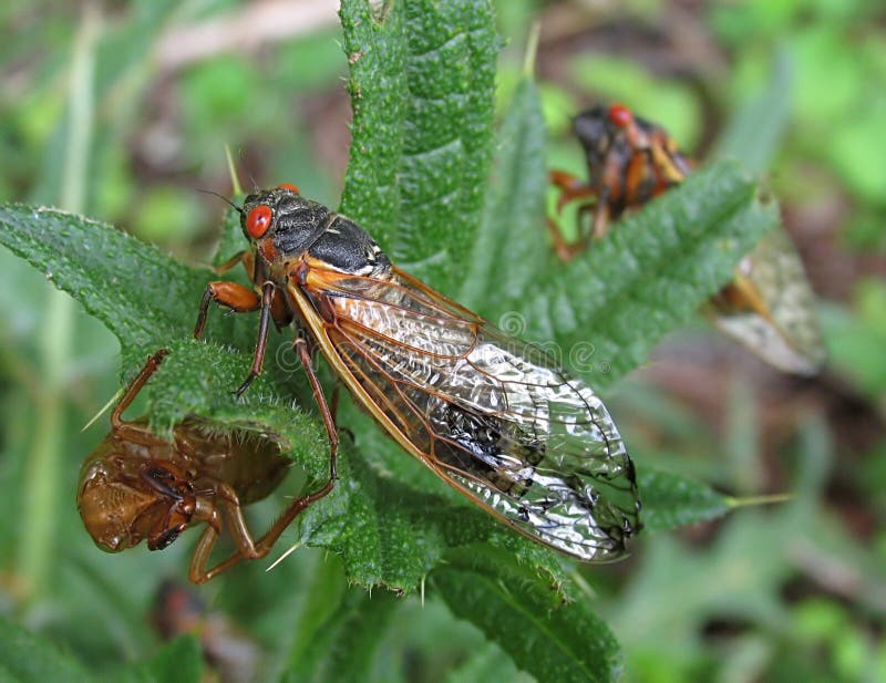 Cigarra imagen de archivo. Imagen de vuelo, planta, pensilvania - 57709