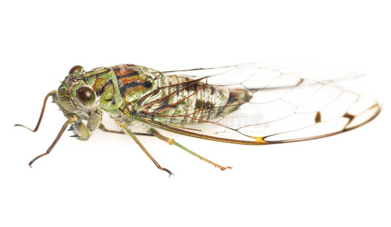 Cigarra imagen de archivo. Imagen de cigarra, insecto - 64852453