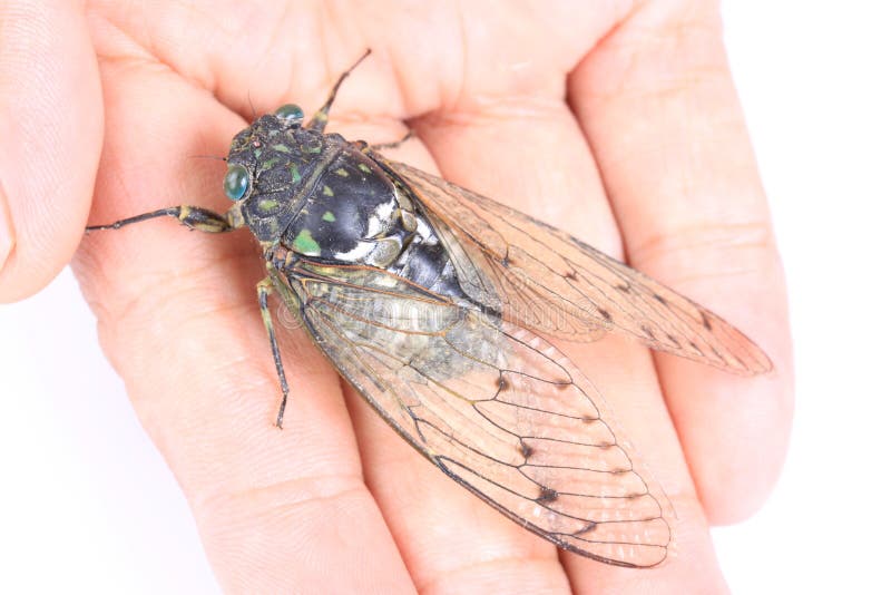 Cigarra imagem de stock. Imagem de fragilidade, cigarra - 76113747