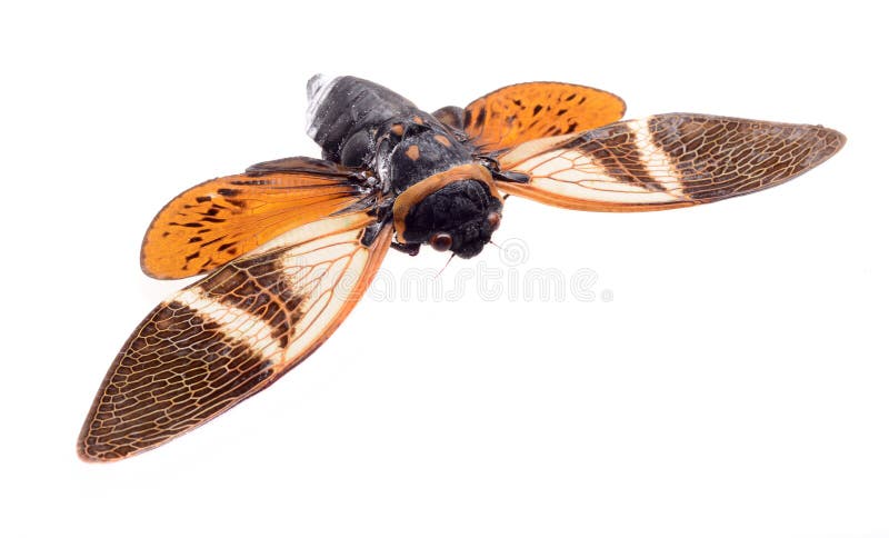 8,428 Fondo Blanco Extraterrestre Fotos de stock - Fotos libres de ...