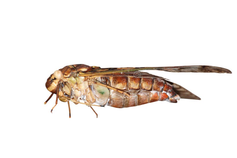 Cigarra del insecto foto de archivo. Imagen de color - 11729490