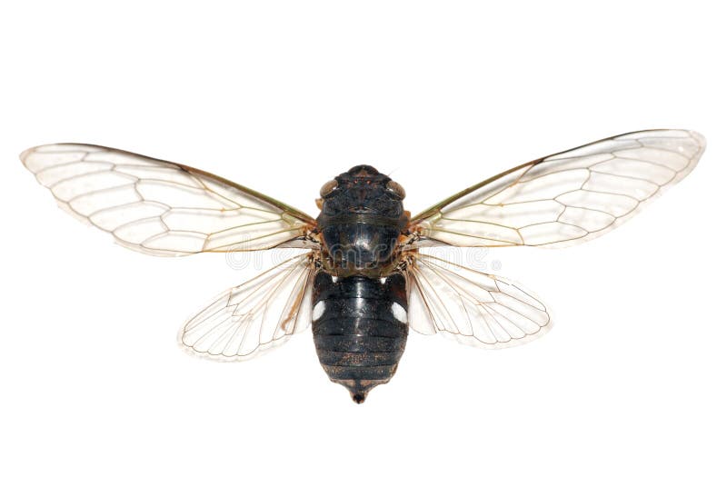 Cigarra, cicadidae imagen de archivo. Imagen de bicho - 14075573