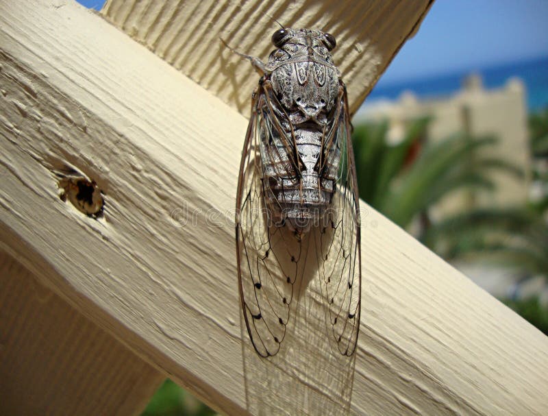 Cigarra Del Insecto En Un Tablero De Madera Foto de archivo - Imagen de ...