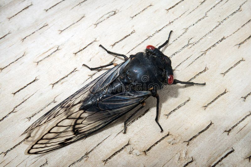 Maculata Preto De Gaeana Da Cigarra Imagem de Stock - Imagem de beber ...