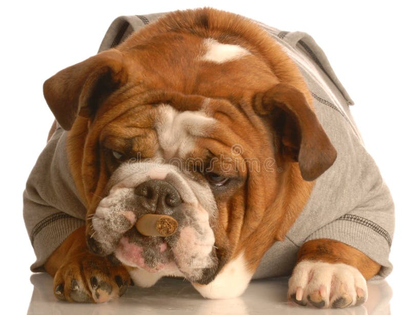 Cigarro que fuma del perro imagen de archivo. Imagen de adorable - 7144173