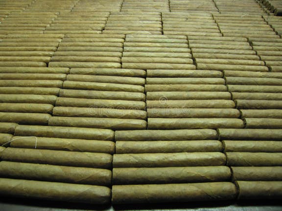 Cigars in Cuban Factory stock image. Image of havana, factory - 400765