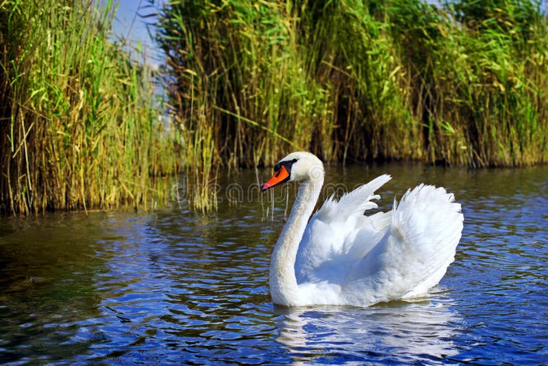 Cigni fotografia stock. Immagine di calma, romantico - 32501462