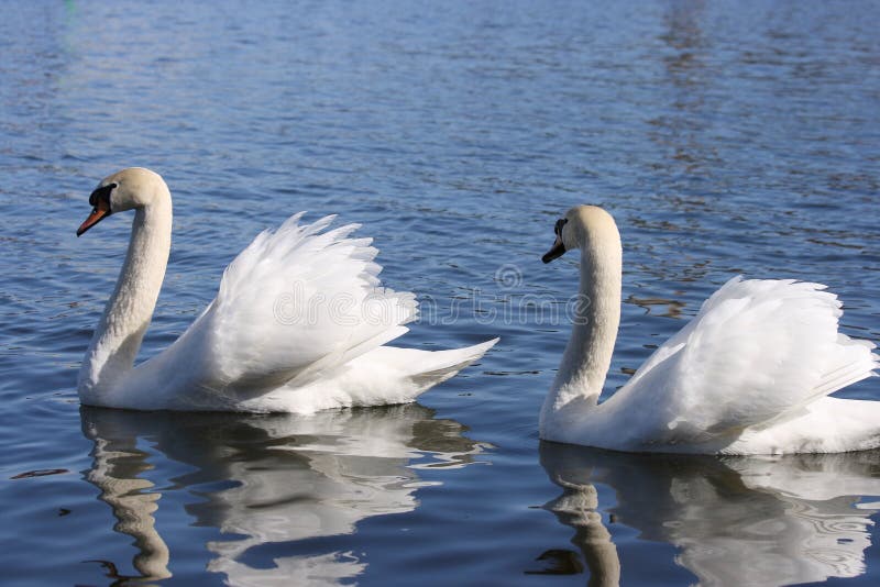 Cigni immagine stock. Immagine di natura, riflessioni - 4768667