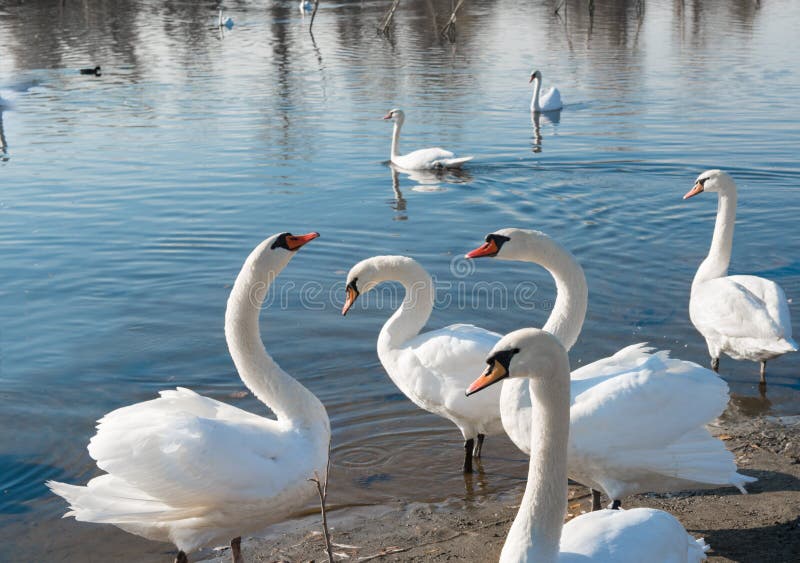 Gruppo di cigni fotografia stock. Immagine di people - 24045334