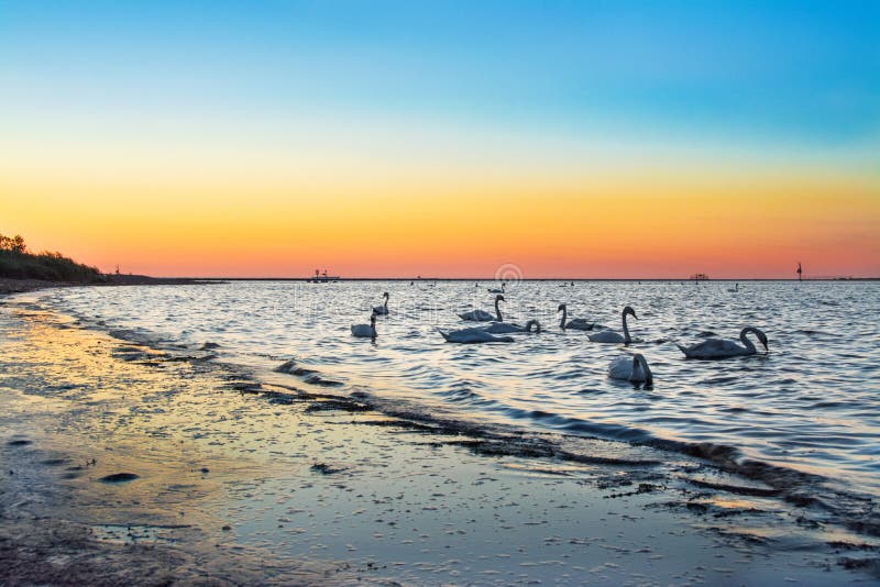 Cigni E Tramonto Sul Mare Baltico Splendido Paesaggio Immagine Stock ...