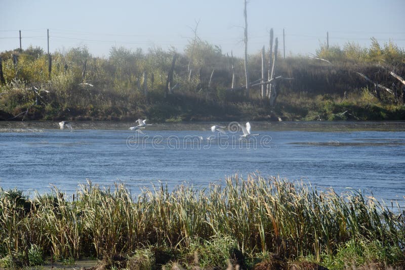 Cigni sul fiume Ural immagine stock. Immagine di pannocchia - 79607969