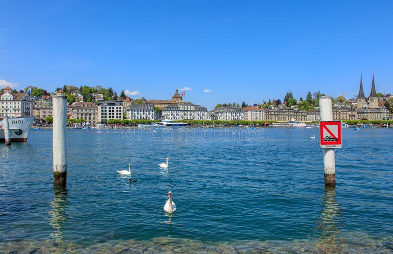 Cigni Sul Lago Lucerna in Svizzera Fotografia Stock Editoriale ...