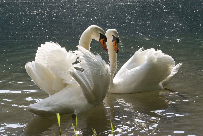 Cigno stock image. Image of clean, colored, rivers, animal - 13550583
