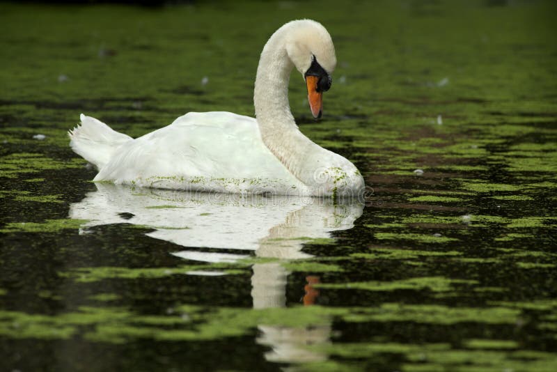 Cigno immagine stock. Immagine di eurasiatico, cignus - 15716735