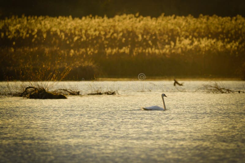 Tramonto, Uccelli in Acqua E Secchio Rotto Immagine Stock - Immagine di ...
