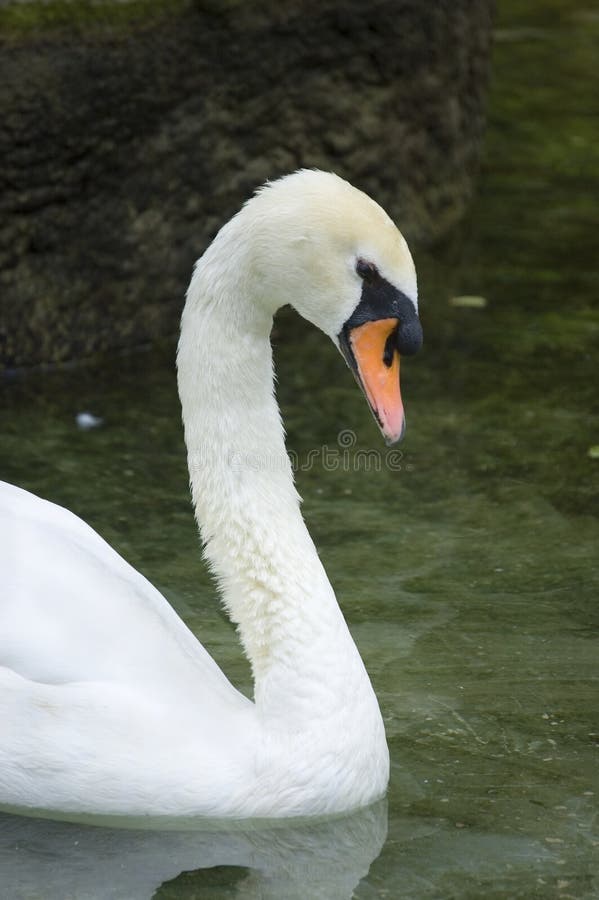 Cigno fotografia stock. Immagine di calma, ritratto, bellezza - 2789480