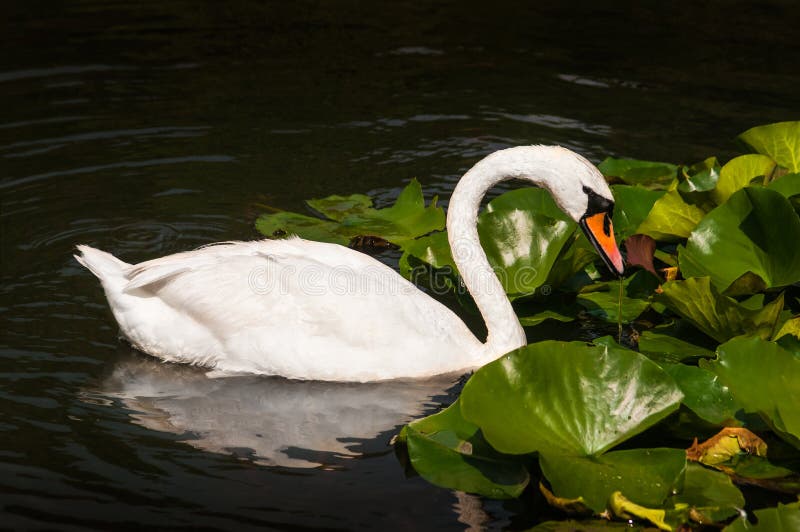 Cigno ed anatra immagine stock. Immagine di bianco, selvaggio - 23755091