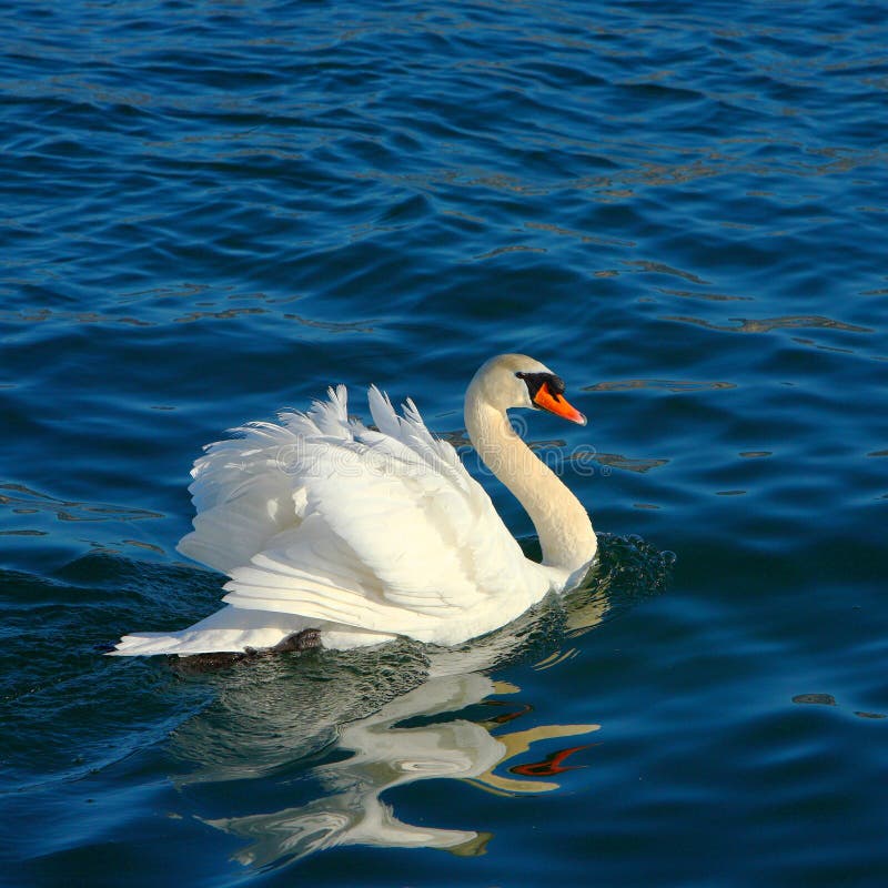 CIGNO immagine stock. Immagine di bianco, lago, acqua - 5403167