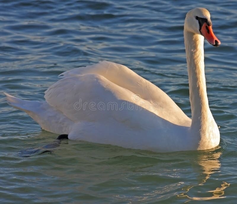 Cigno bianco. fotografia stock. Immagine di armonia, grazioso - 22287112